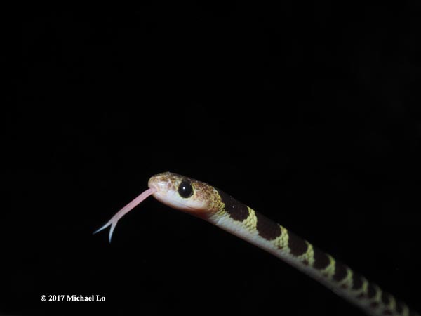 The rainforests of Borneo & Southeast Asia: Sandstone mountain of ...