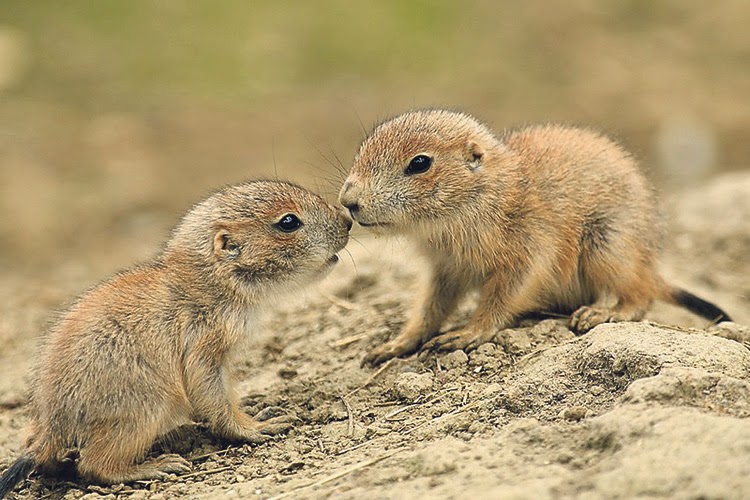 PRERIJSKI PAS (prairie dog)-osvaja srca širom svijeta.