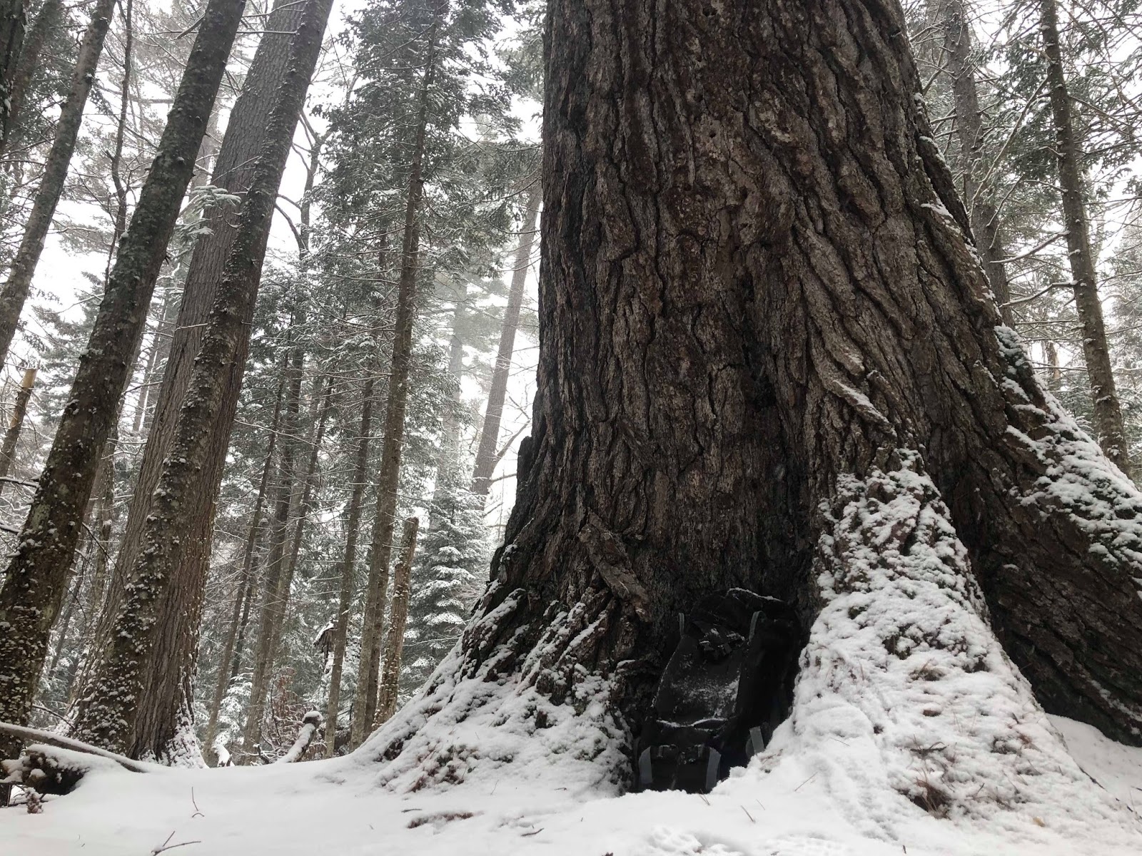 Ecology of Appalachia: The 1675 Grove: A Virgin White Pine Forest