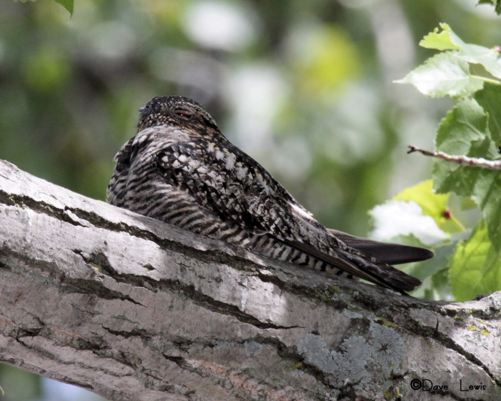 Birds from Behind : The SECOND Atlas of Breeding Birds in Ohio...