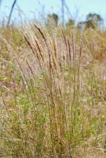 Zee Kraaszie Aorte Blog of Nicola Morton: romantic grasses 2013-2014