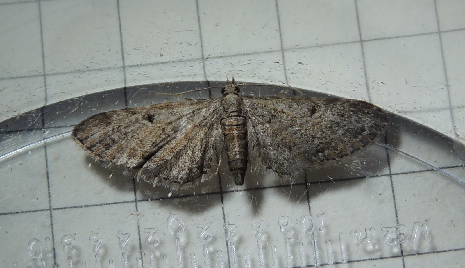 Gary's Birding Blog: All Moths Up to Date - Some real good'ns