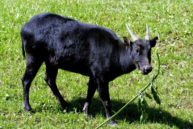 10 Hewan Langka Di Indonesia - SEKILAS JAWA