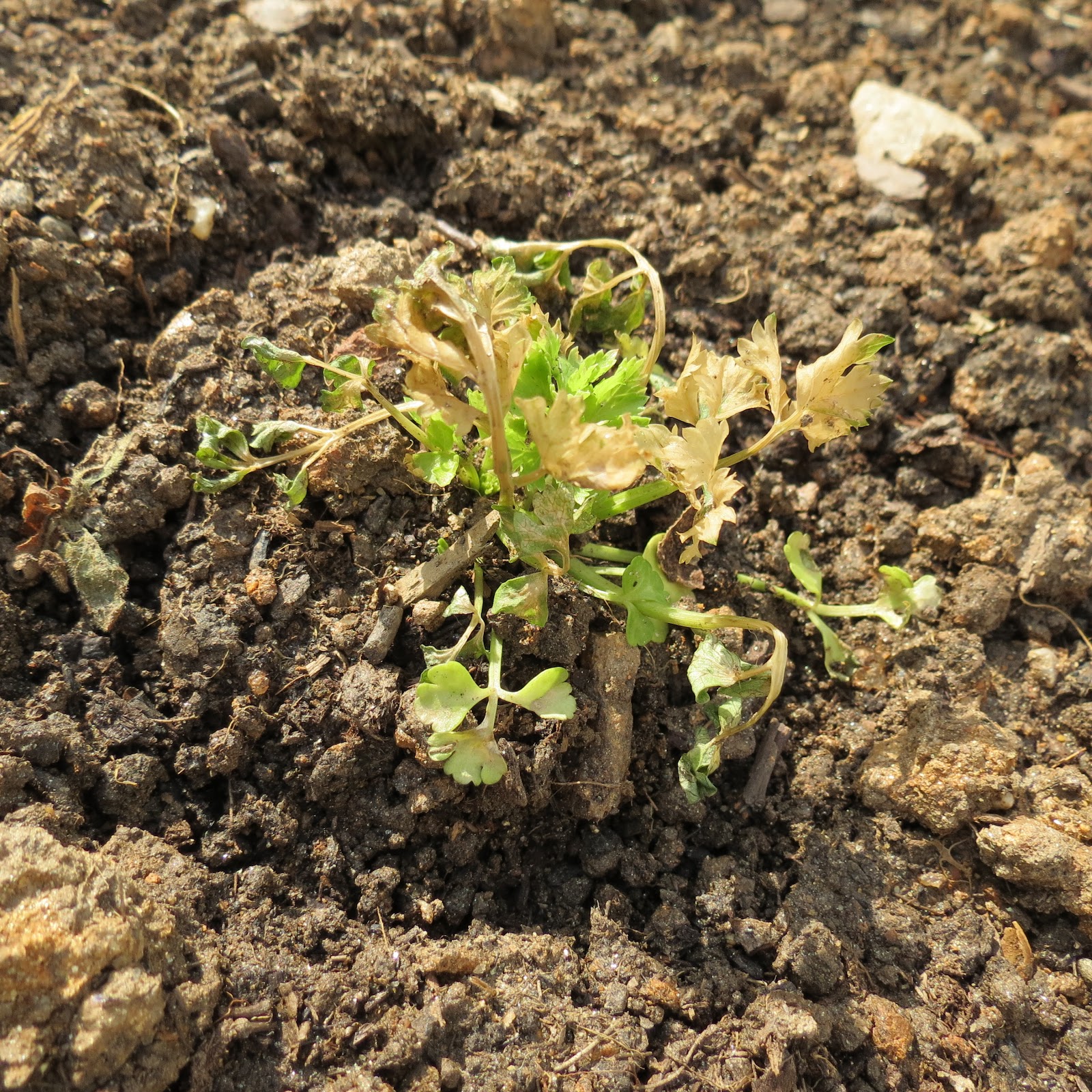 The Rusted Vegetable Garden