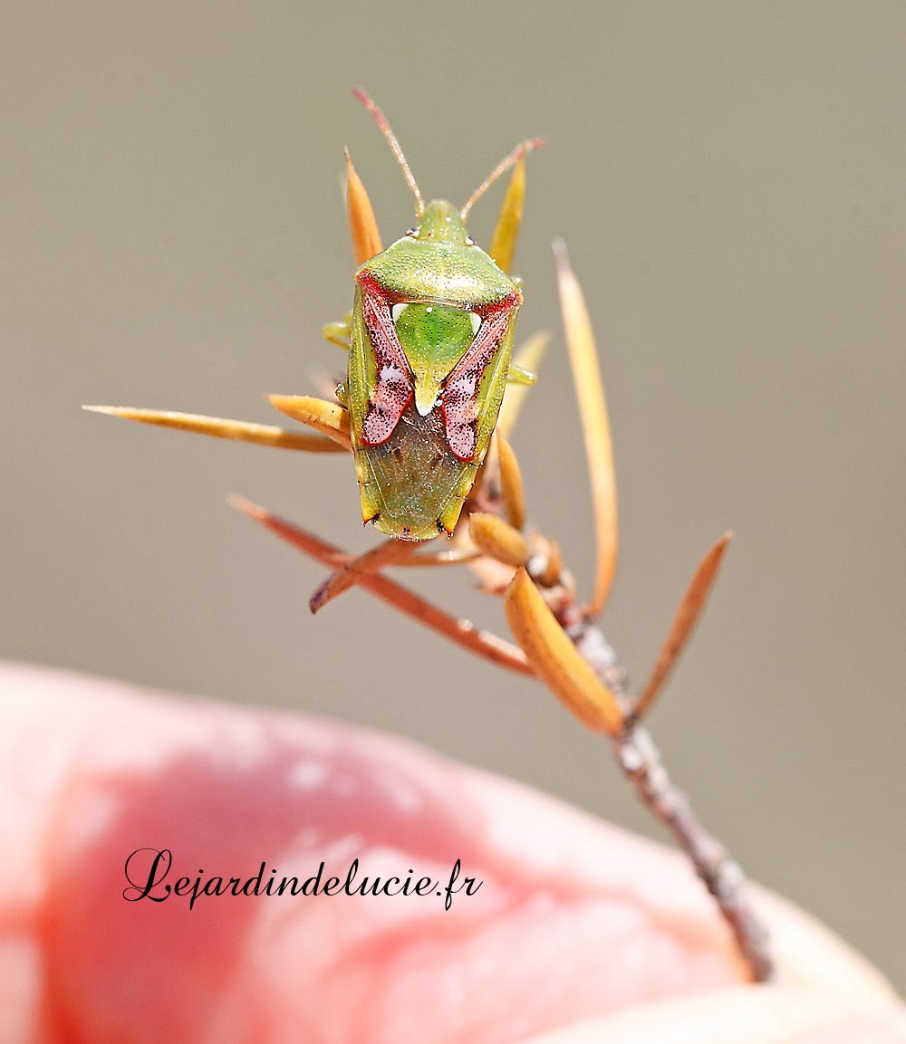 Cyphosthetus tristriatus, jolie punaise décorée en rose!