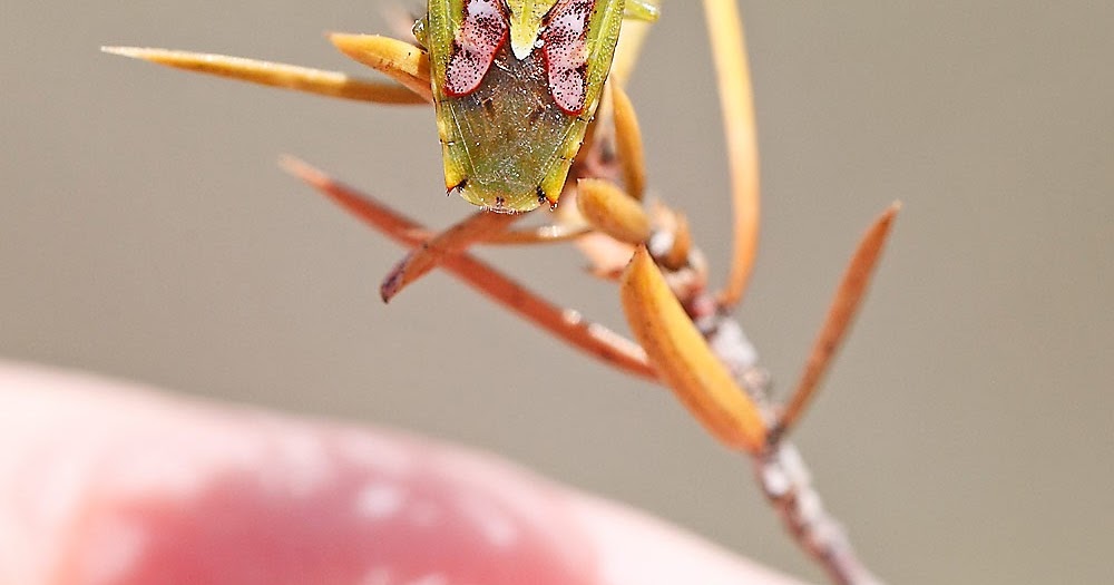Cyphosthetus tristriatus, jolie punaise décorée en rose!