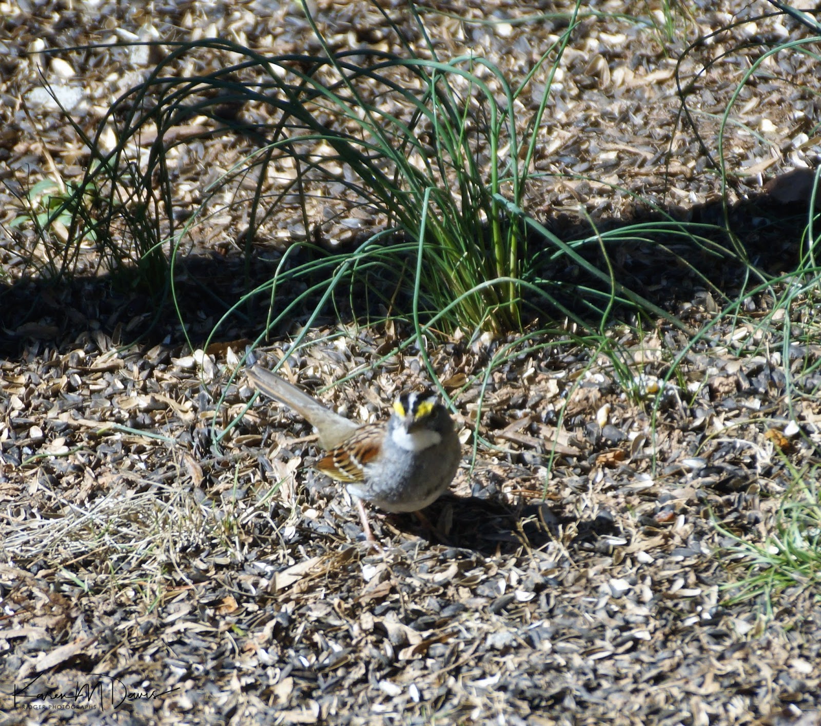 The Greenbelt: three more