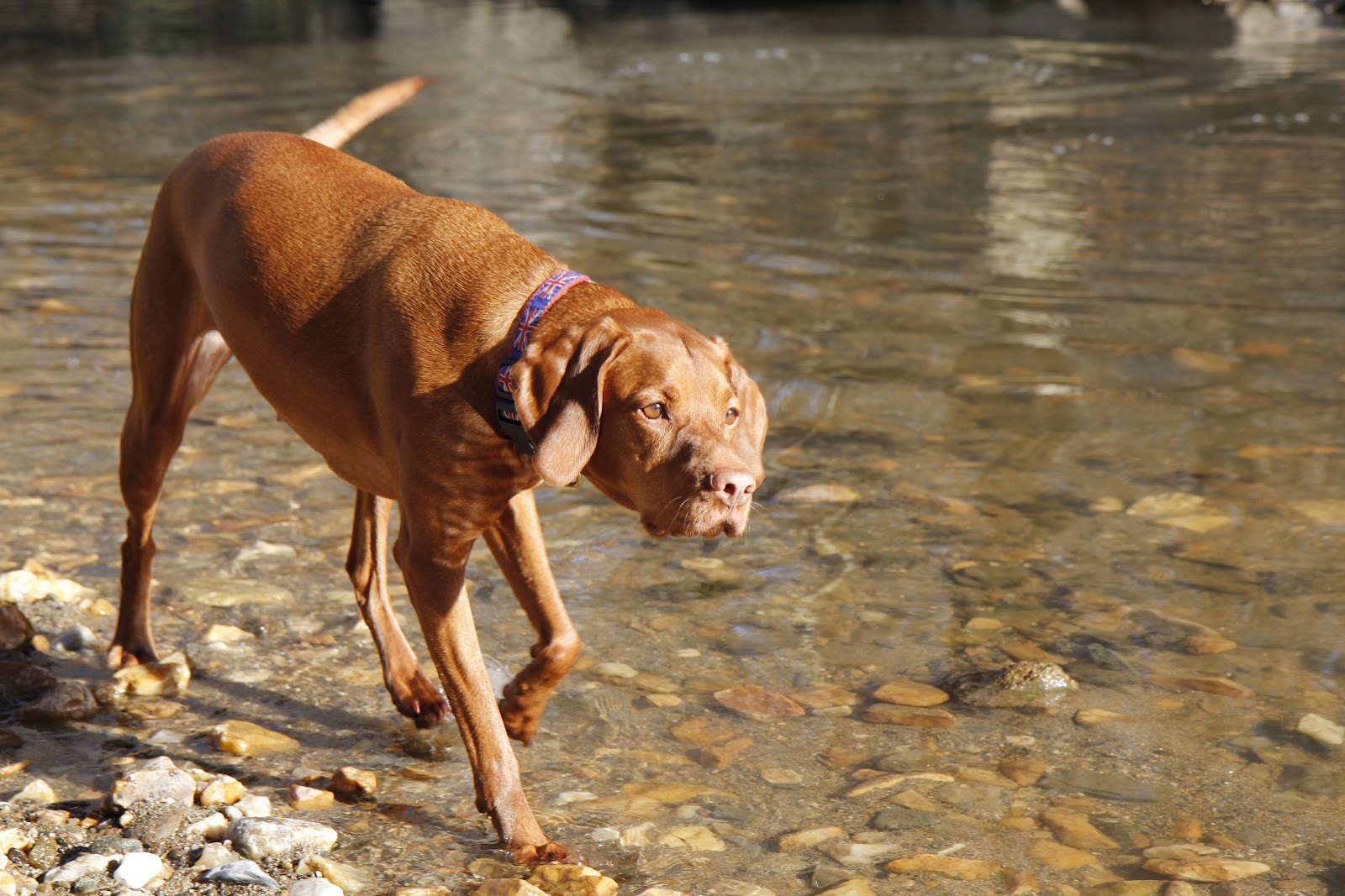 maggie dog - a vizsla's blog