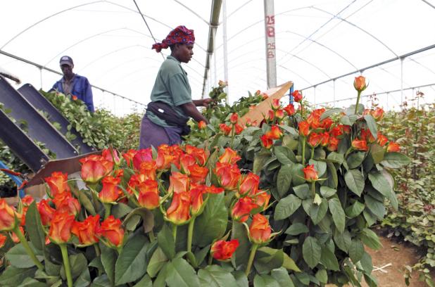 ALISSAR® Flowers: Tracing it to the Source: Kenya
