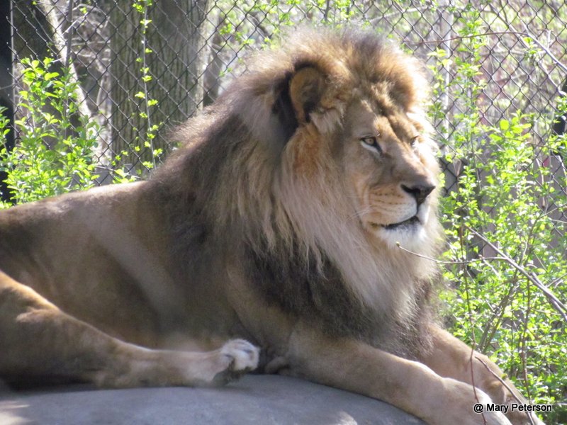 Grandma's Homeschool: Henry Vilas Zoo in Madison