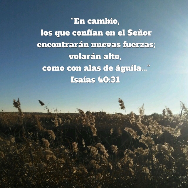 Elim: el oasis de Eva: "Nuevas fuerzas..." Isaías 40:31