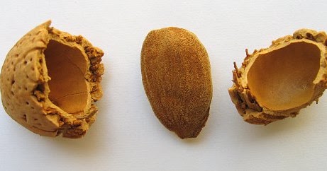 Ancient Food and Farming: Medieval exotica: the long history of almonds ...