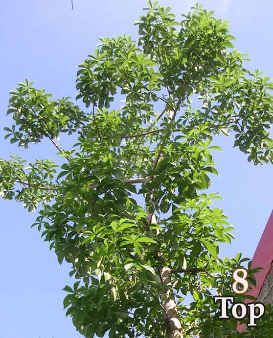 Jual Pohon Baobab Asem Buto. ~ Gallery Tabulampot Top