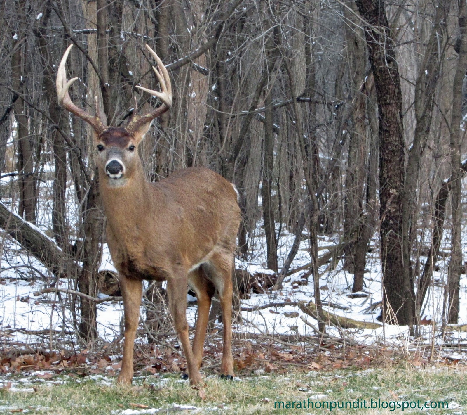 Marathon Pundit: Ten-point buck in Des Plaines, Illinois