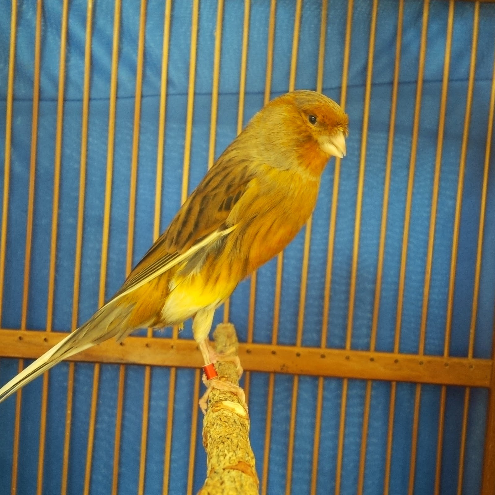 100 LEBIH GAMBAR BURUNG KENARI YANG ADA DI INDONESIA - KICAU BURUNG