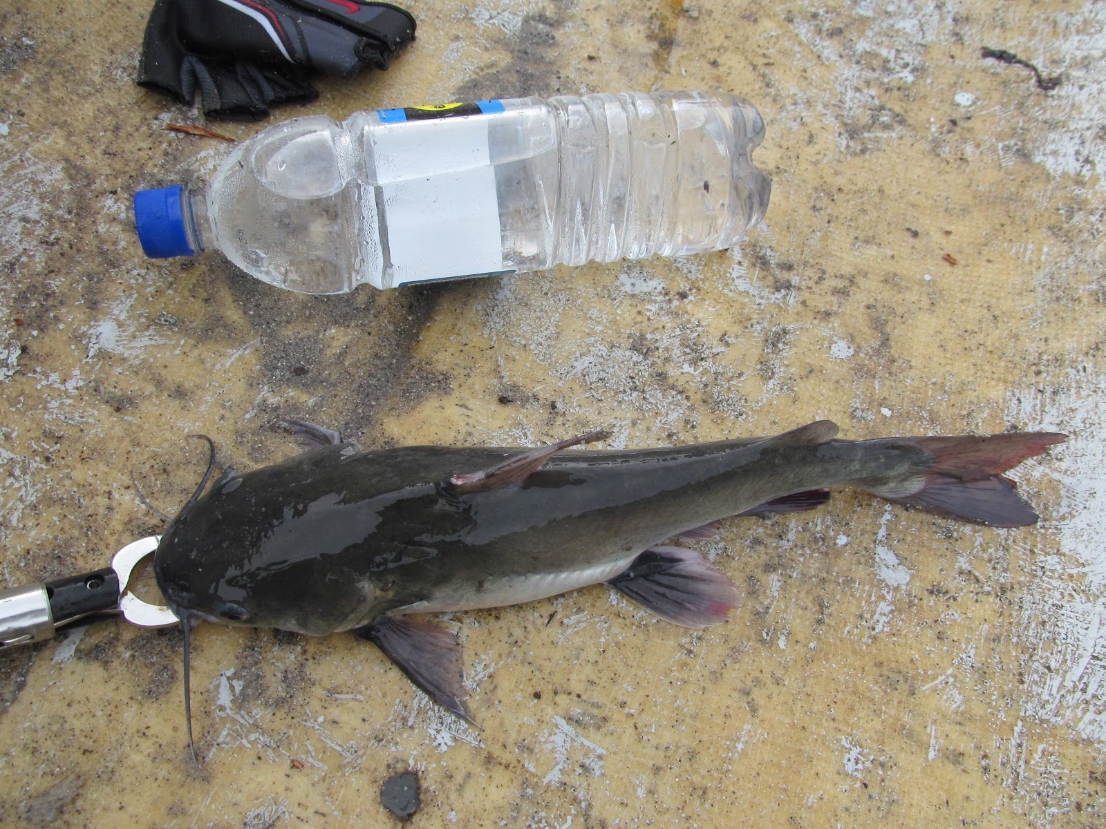 Espacio de Pesca: Pesca de barbudo en la cienaga de la caimanera ...