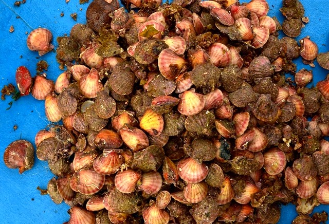 mybeautifulILOILO: The 1st Scallop Festival in Gigante Norte, Carles