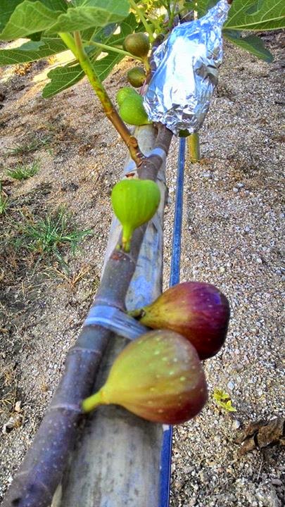 Figs Photo Collection Around the World: Black G Figs - Delizia Garden