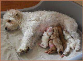 Breeds of Pets: Reproduction in Domestic Dogs