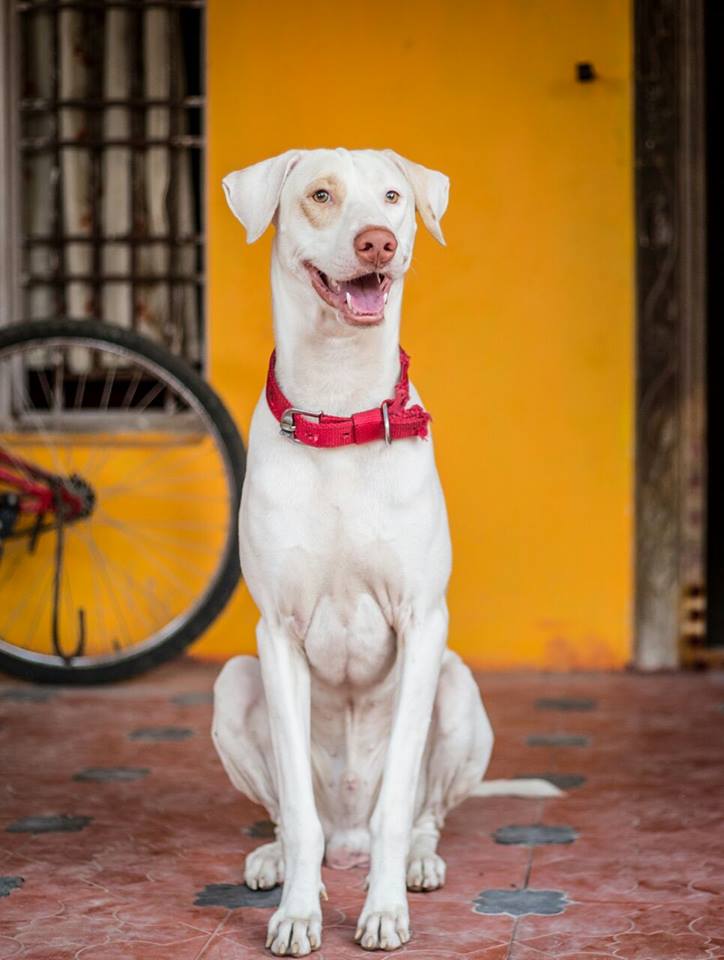 Tamilnadu Native Dog Breeds