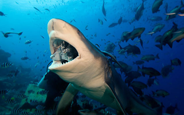 Hati Hati Ini Ikan Paling Berbahaya di Sungai Amazon - Berita Aneh dan ...