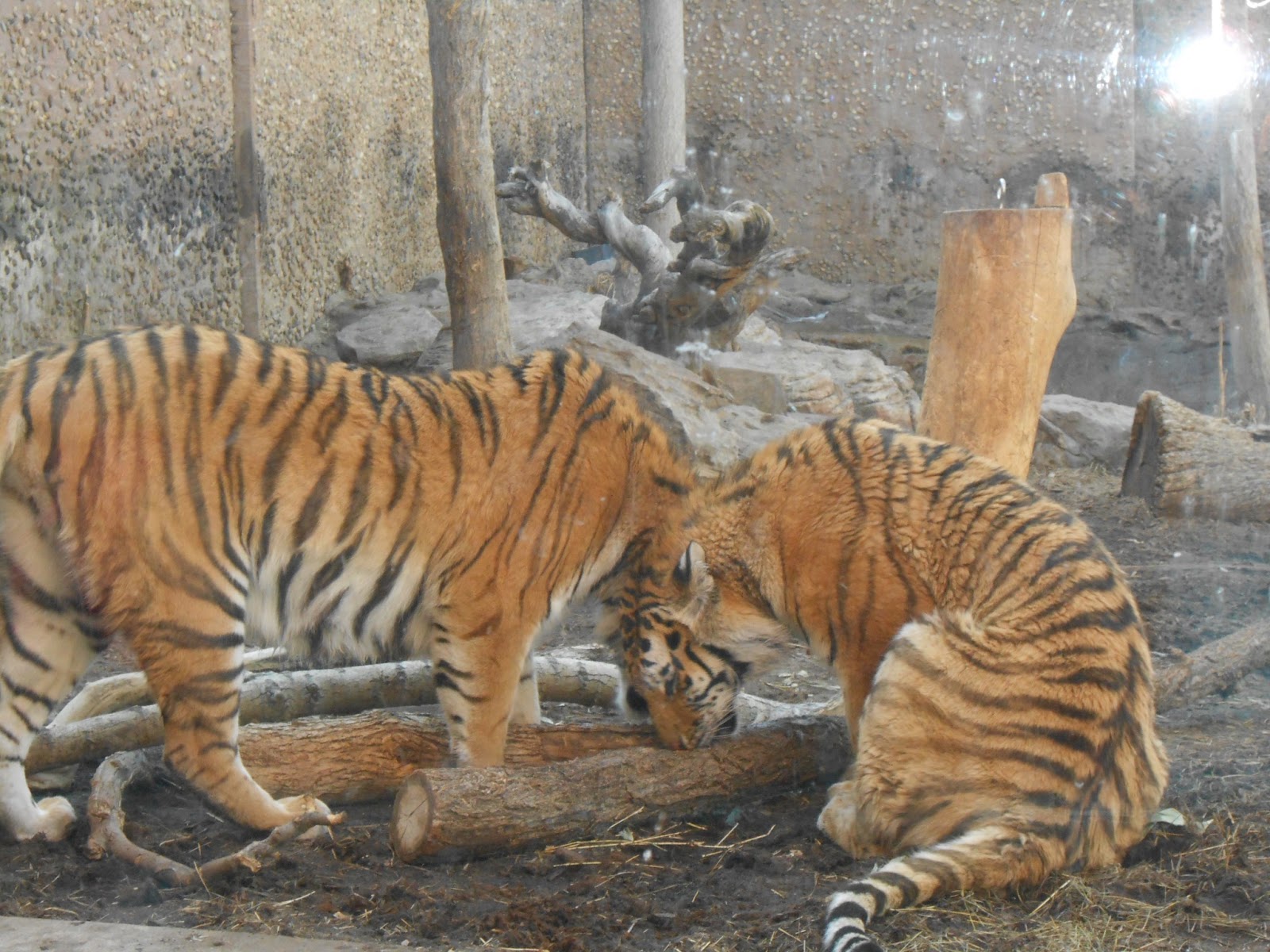 Explore Colorado: The Denver Zoo~Tigers,Giraffes, Camels, Eagle ...