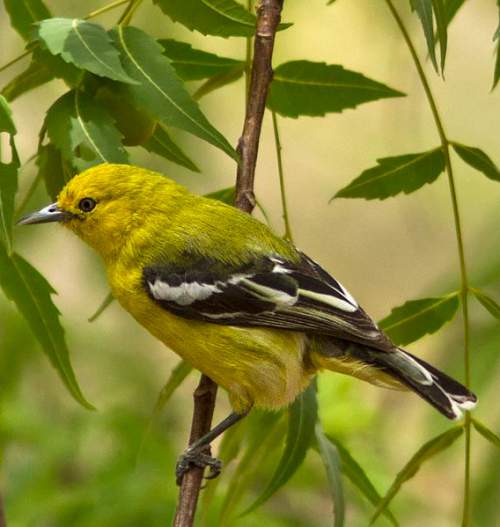 Marshall's iora images | Birds of India | Bird World