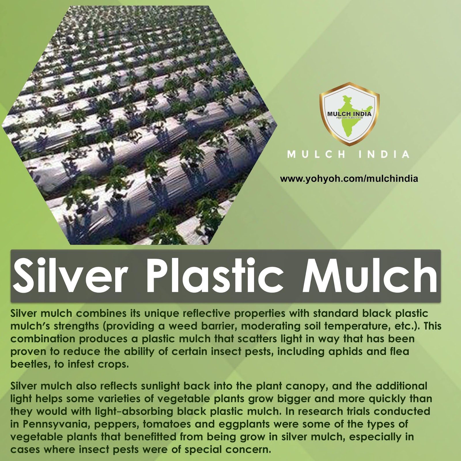 MulchIndia: Silver Plastic Mulch -- Mulch India