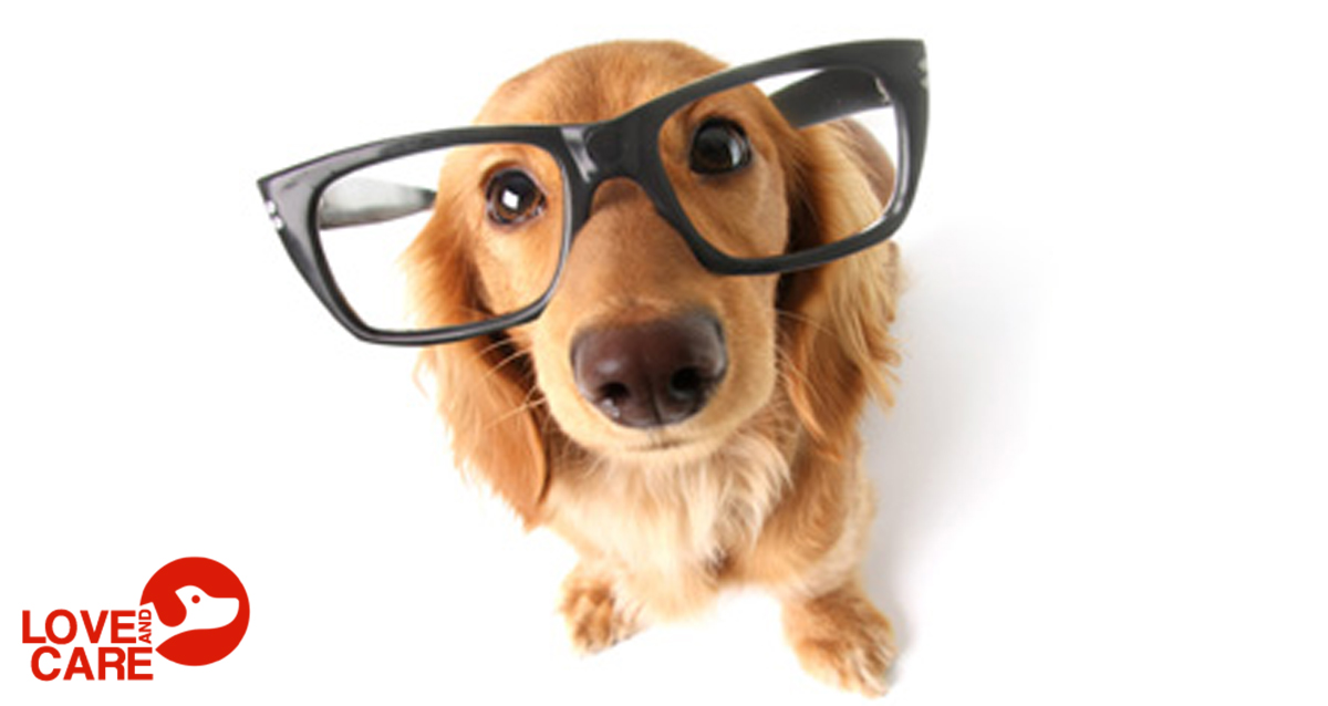 [Video] What a smart dog I have ever seen! ~ Train Your Dog with Love ...