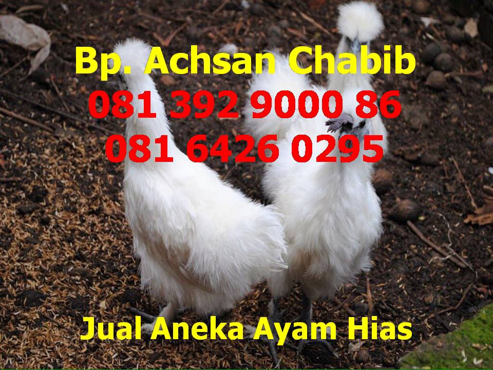 081 392 9000 86, Jual Ayam Hias, Jual Aneka Ayam Hias, Agen Ayam Hias ...
