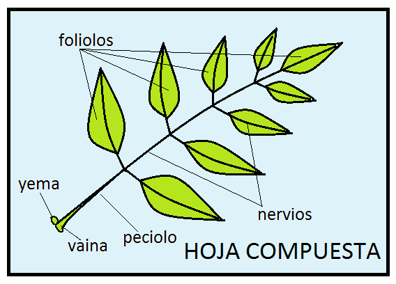 Á R B O L E S (T R E E S): Hojas simples y hojas compuestas