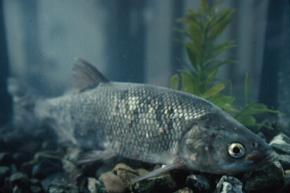 Climate change driving California native Freshwater fish species to ...