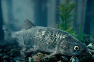 RS9582_clear_lake_hitch_3_Lavinia_exilicauda_chi_Richard_Macedo ...