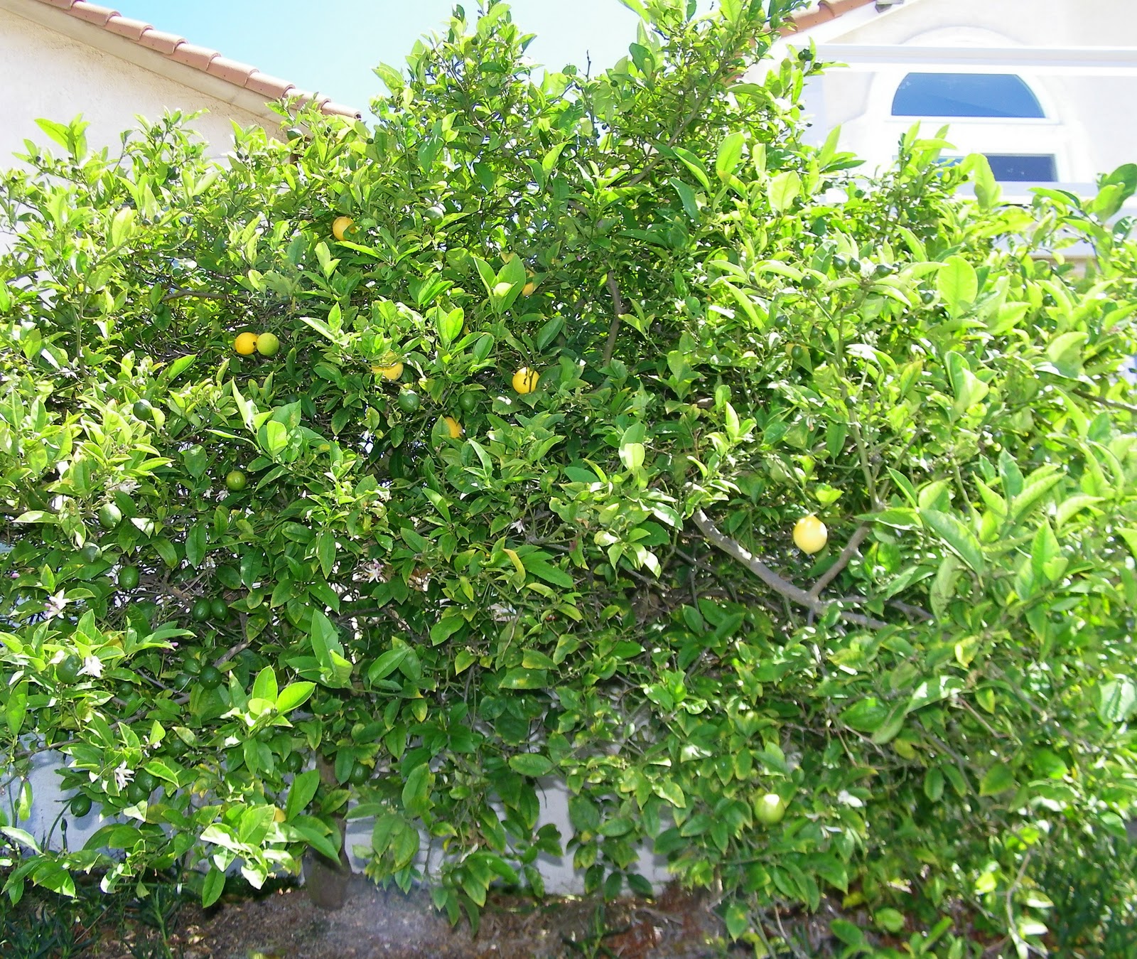 Cucina Divina: The Limoncello Chronicles