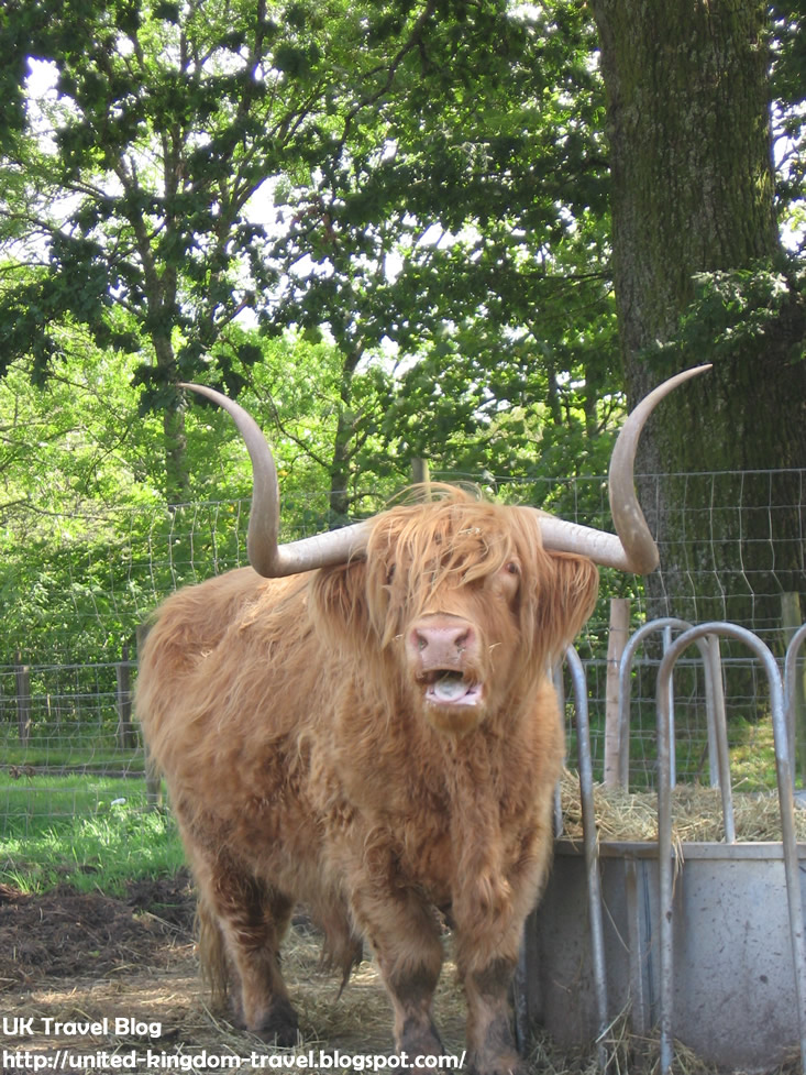 Hamish, The Highland Bull - The Globe Trotter