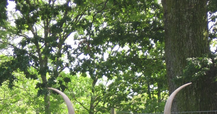 Hamish, The Highland Bull - The Globe Trotter