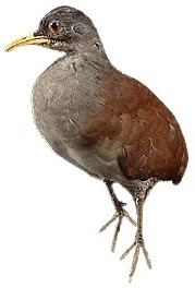 PÁSSAROS E AVES DA FAMÍLIA TINAMIDAE