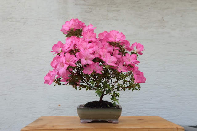 my gardening archive: anouk azalea