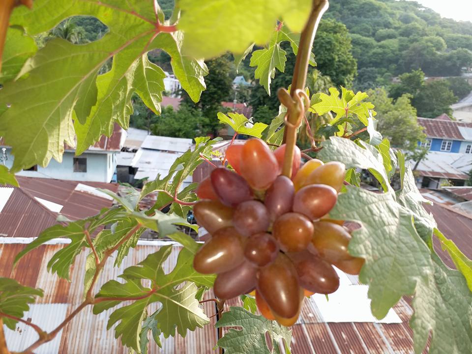 pohon anggur Baikonur | tabulampot anggur