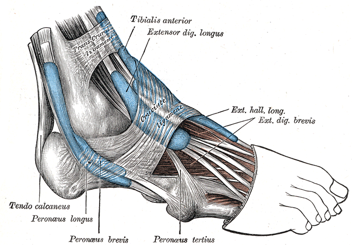 Reumails. Reumatología al día: Dolor maleolar: Las tendinitis de los ...
