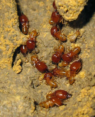 Photos and Info on Ants and Termites of Malaysia: Macrotermes Gilvus