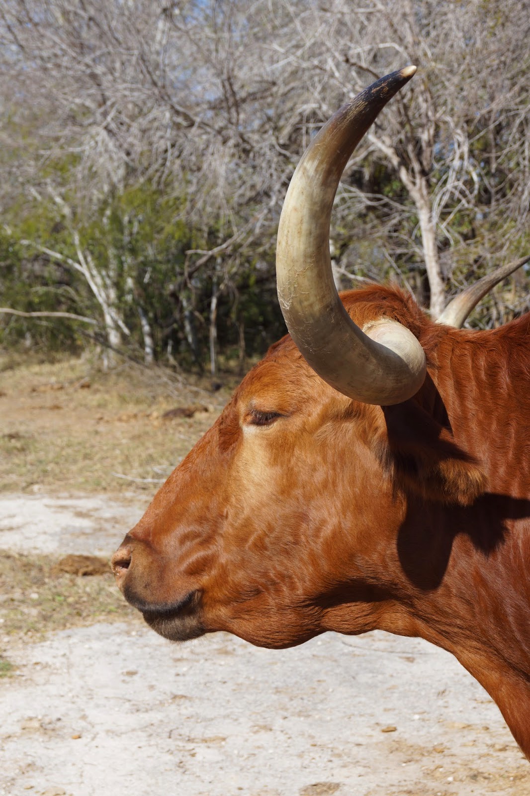 Dancing 'Cross the Country: The King Ranch