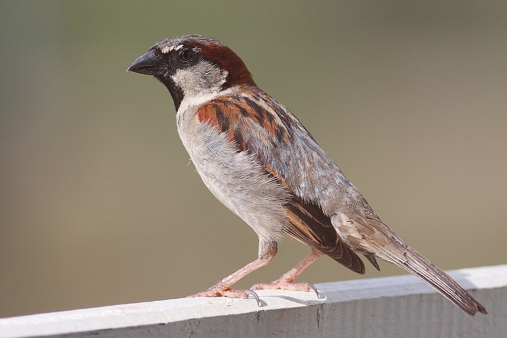 Encyclopedia of Trivia: Sparrow