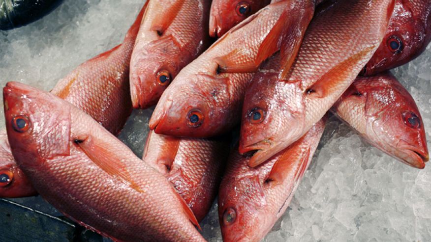 Red Snapper Fish Wholesale - Red Snapper Fish, Red Snapper Fish ...