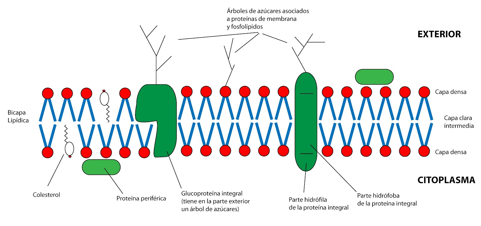 el moderno prometeo: Membranas biológicas