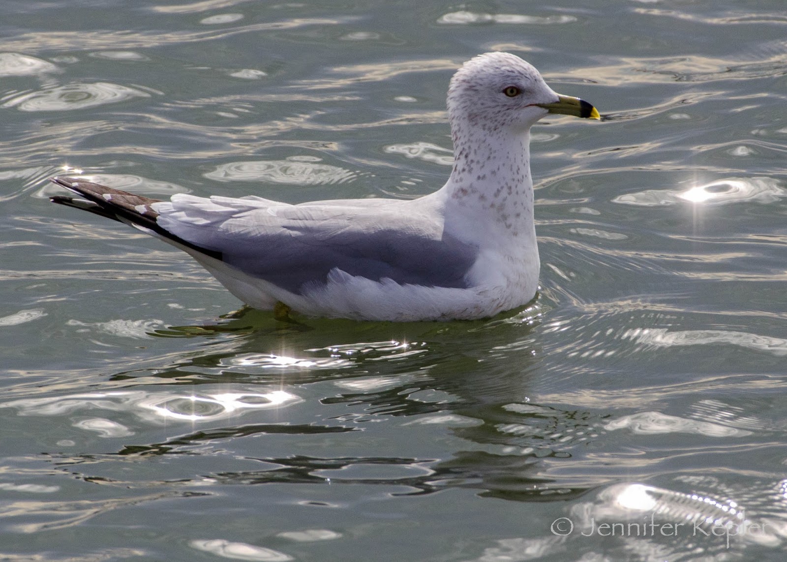 Snapshots of Nature: Great Backyard Bird Count - Day 3, Seal Cruise