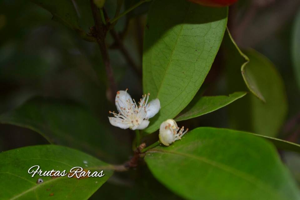 Eugenia patrisii - Ubaia-rubi-da-amazônia