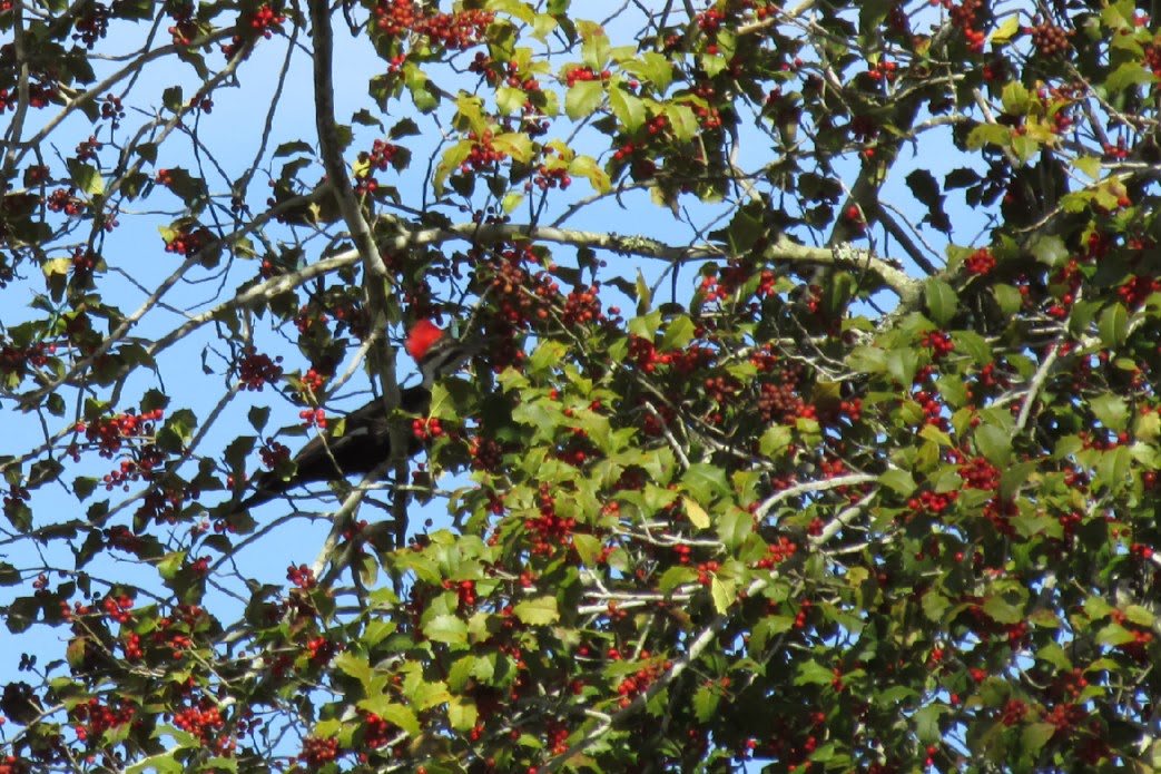 Pennyrile Forest State Resort Park's Naturalist & Recreation Blog ...