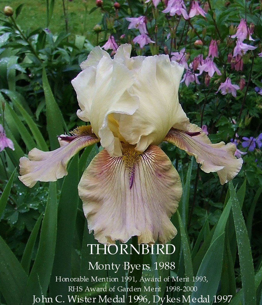 Tall Bearded Iris THORNBIRD ~ HERITAGE IRISES
