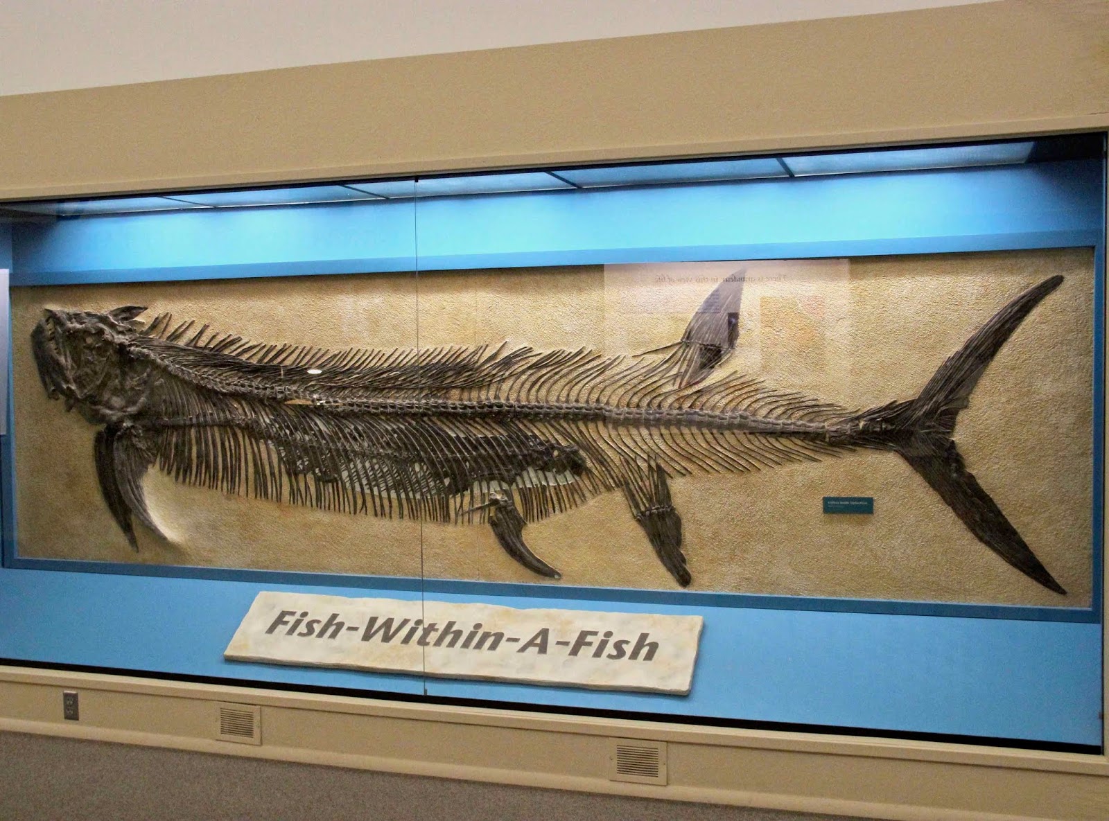 In the Company of Plants and Rocks: Charismatic Kansan Megafauna